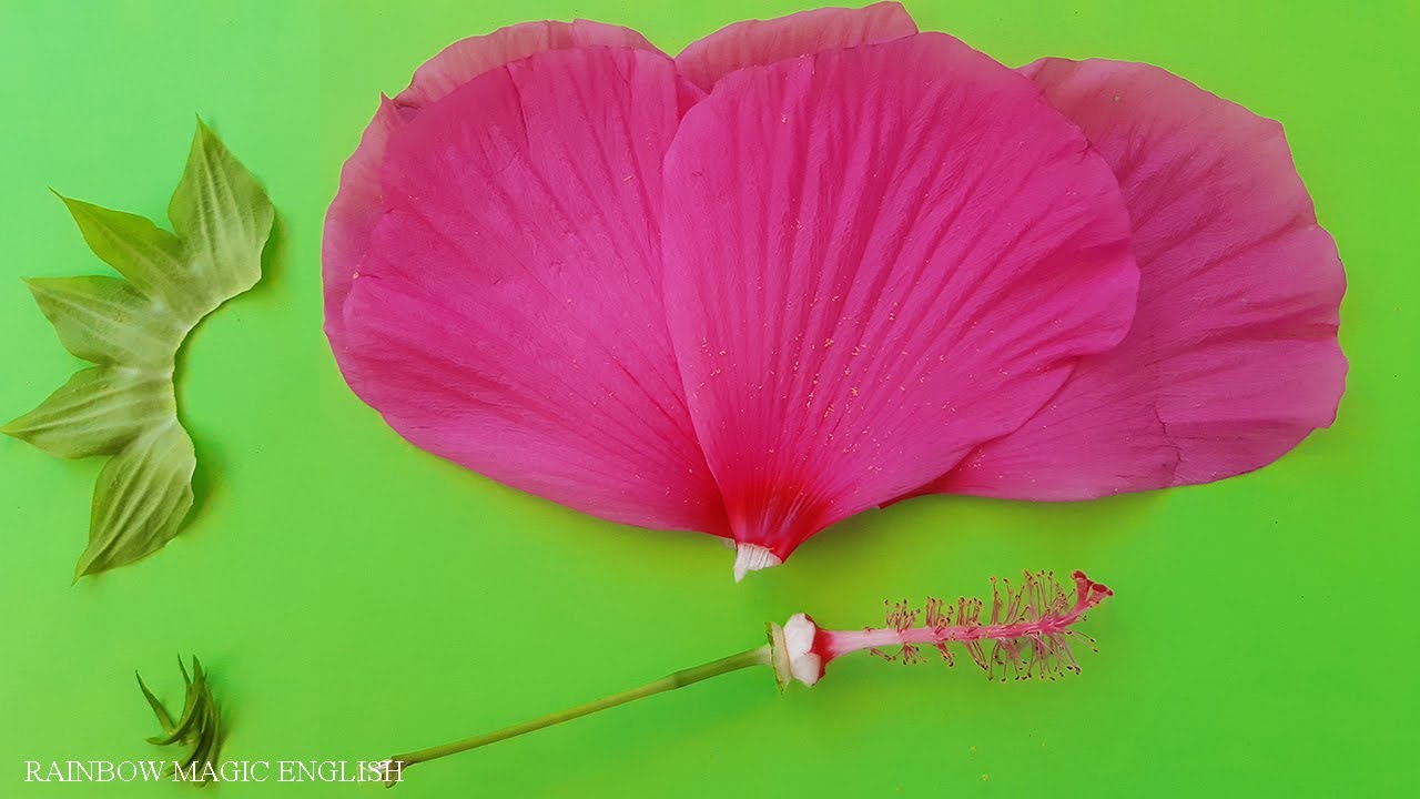 Le parti del fiore | Parts of flower and their functions – Briciola ...